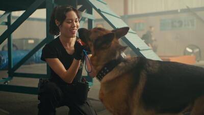 Hudson & Rex (S07E06): Bee-Deviled Summary - Season 7 Episode 6 Guide