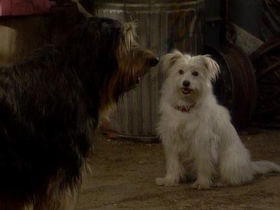 Married... with Children (S05E18): Weenie Tot Lovers and Other ...